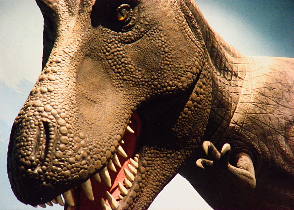 A bunch of T. rex walked the earth | Mike Perrello Magic